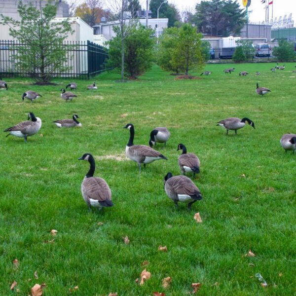 About Canada Geese - Complete Wildlife Control
